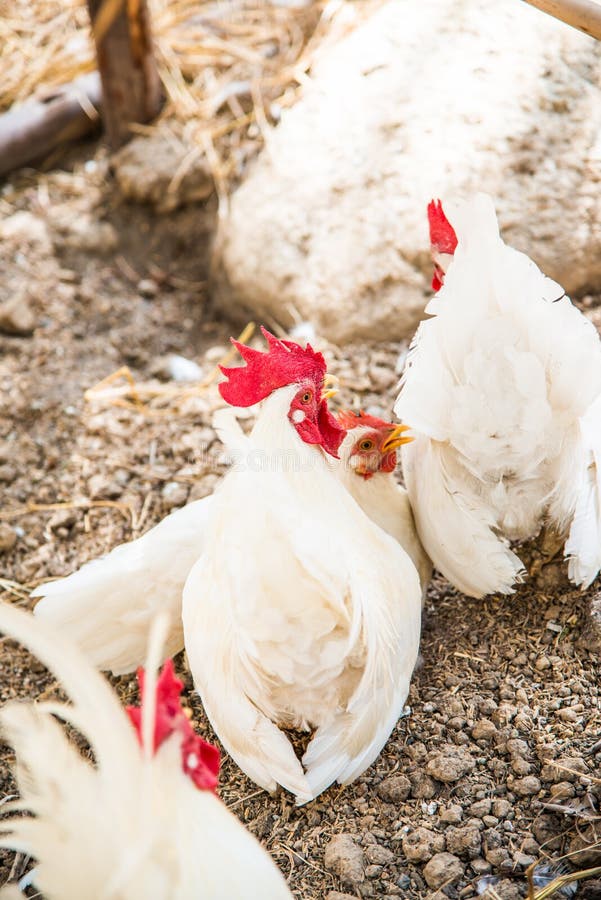 White Bantam on the ground stock image. Image of beautiful - 178980661