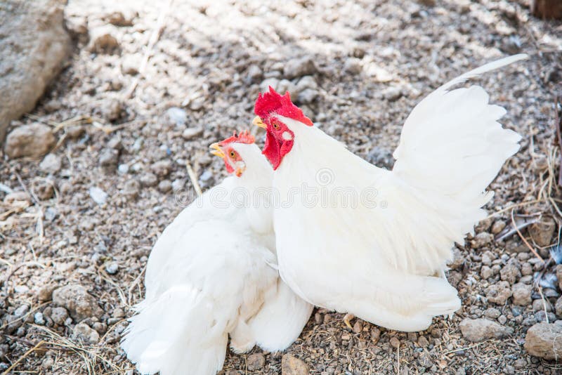 White Bantam on the ground stock photo. Image of animal - 186139554