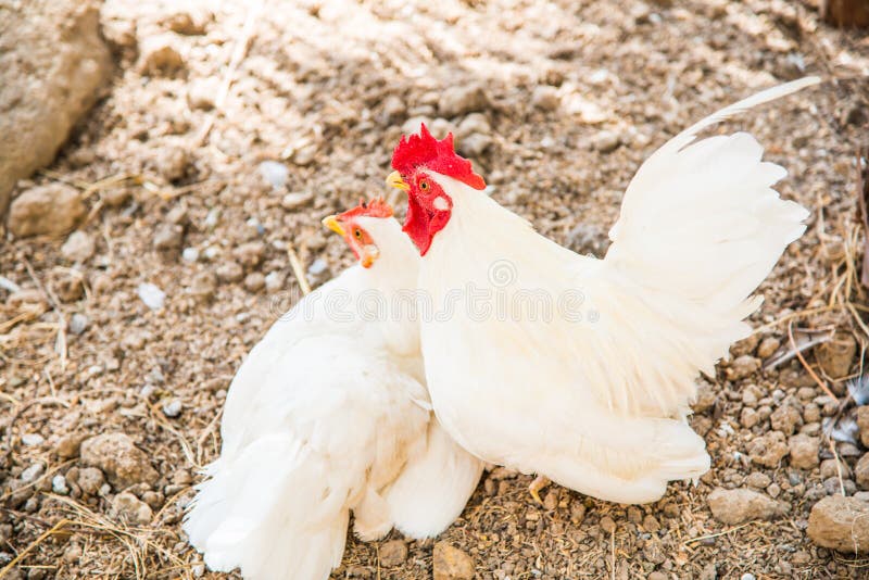 White Bantam on the ground stock photo. Image of thailand - 188939604