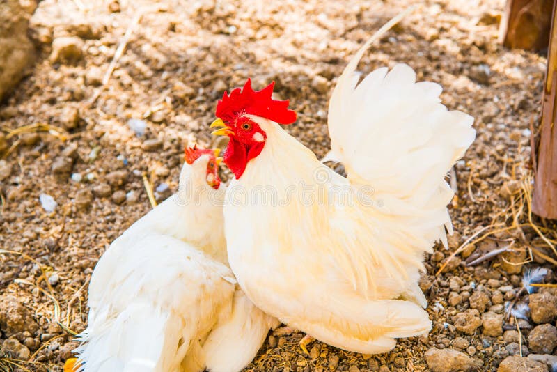 White Bantam on the ground stock image. Image of beautiful - 178980661