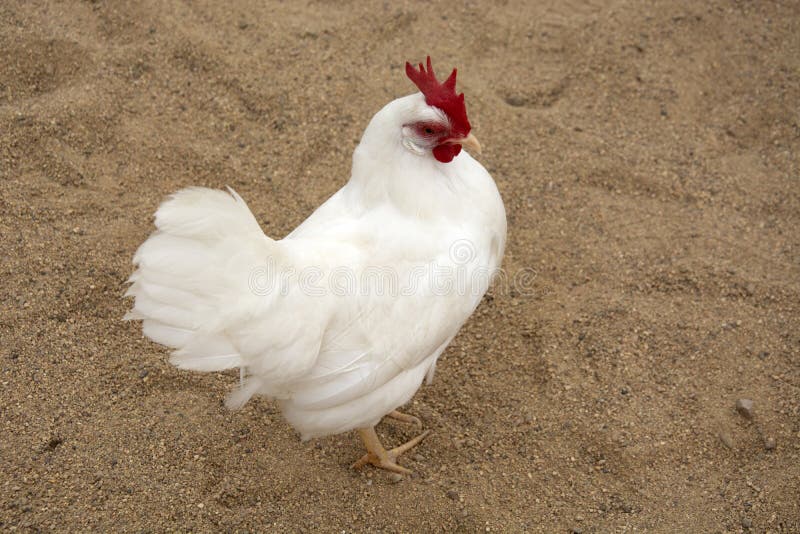 White Bantam Leghorn Chicken Stock Image - Image of owner, spread ...