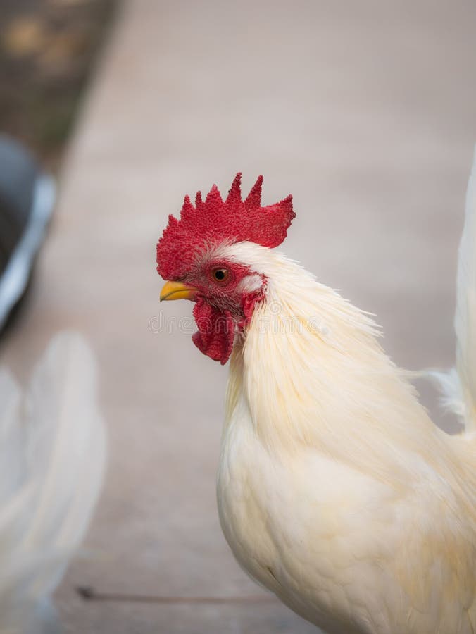 White Bantam Standing stock photo. Image of crowing - 122285504