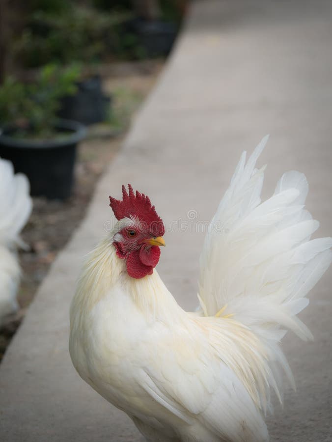 White Bantam Stepping stock photo. Image of agriculture - 122285554
