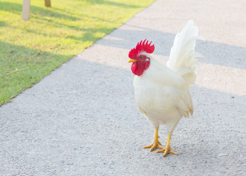 White Bantam Walking Outdoor Stock Image - Image of farm, millefleur ...