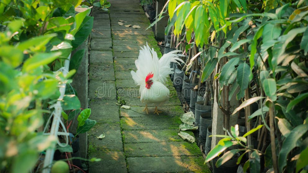 White Bantam Walking in the Tree Shop Stock Image - Image of close ...