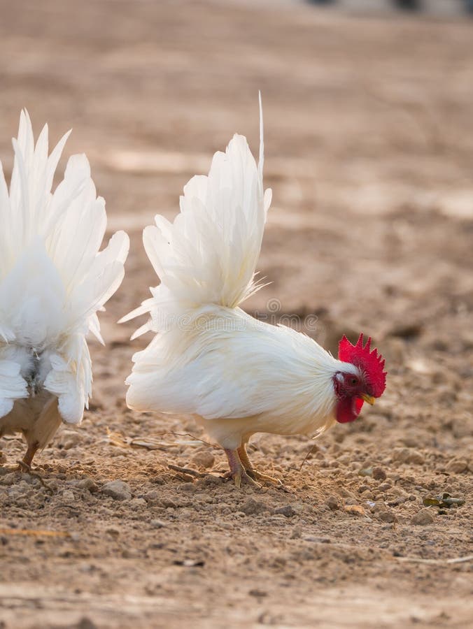 The White Bantams Foraging stock image. Image of nature - 122285835