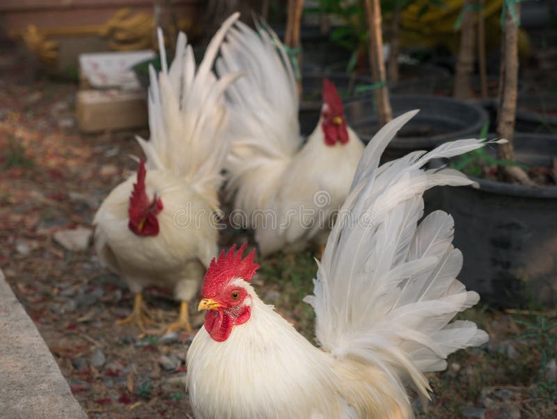 White Bantams and Shadow Standing Stock Photo - Image of crowing ...