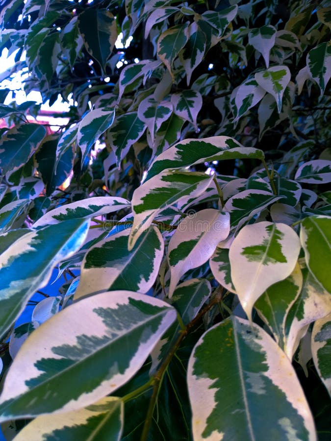 White Banyan Tree Leaves in the Afternoon Stock Image - Image of white ...