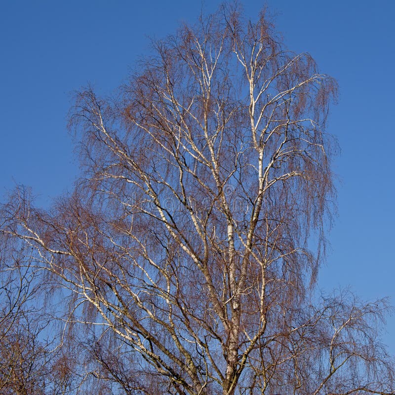 White Bare Silver Birch Tree Crest - Betula Stock Photo - Image of ...