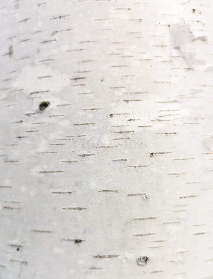 White Bark on a Birch As an Abstract Background Stock Photo - Image of ...