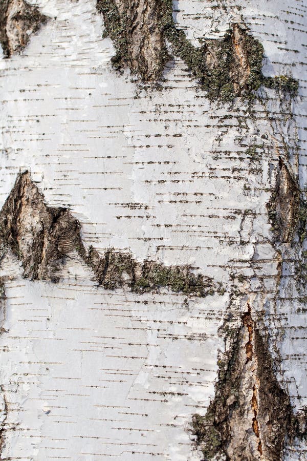 White Bark on a Birch Tree As Background Stock Image - Image of design ...