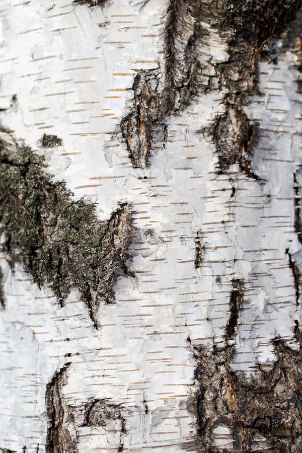 White Bark on a Birch Tree As Background Stock Photo - Image of tree ...