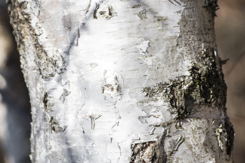 White Bark Birch Tree in a Composition Stock Image - Image of resin ...