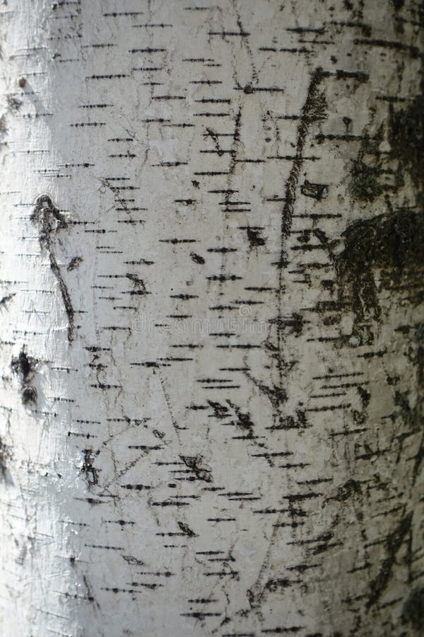 White Bark of Silver Birch Texture Stock Photo - Image of pattern ...