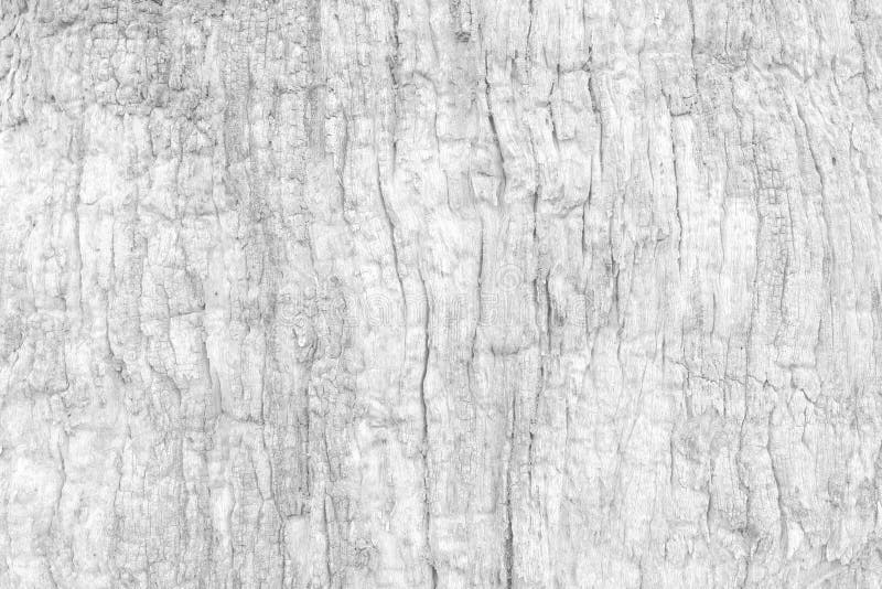 White Bark Texture Background. Stock Image - Image of forest, nature ...