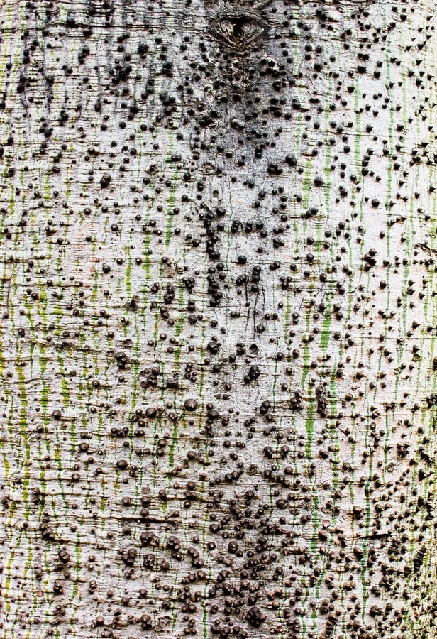 White Bark Texture stock illustration. Illustration of light - 38834008