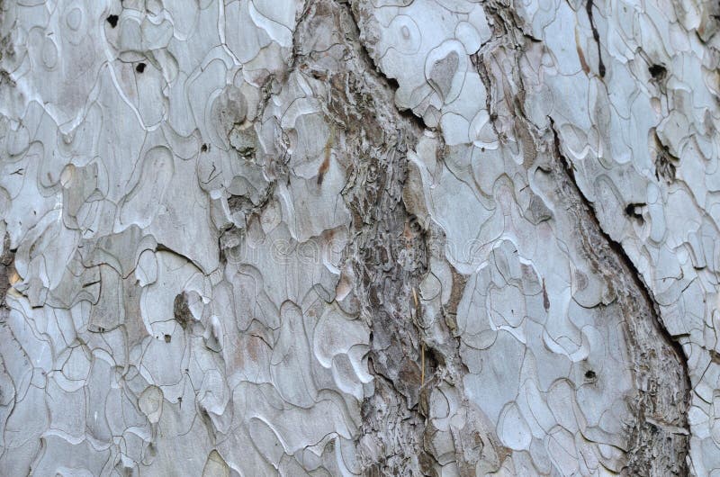 White Bark Texture stock image. Image of nature, plant - 80643365