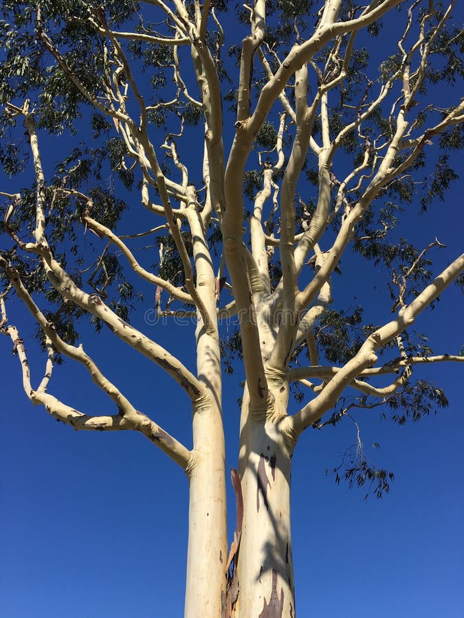 White bark tree stock photo. Image of brilliant, blue - 91373788