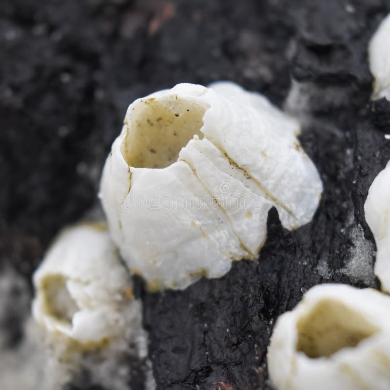 White Barnacle on Driftwood Stock Photo - Image of snack, cake: 205911044