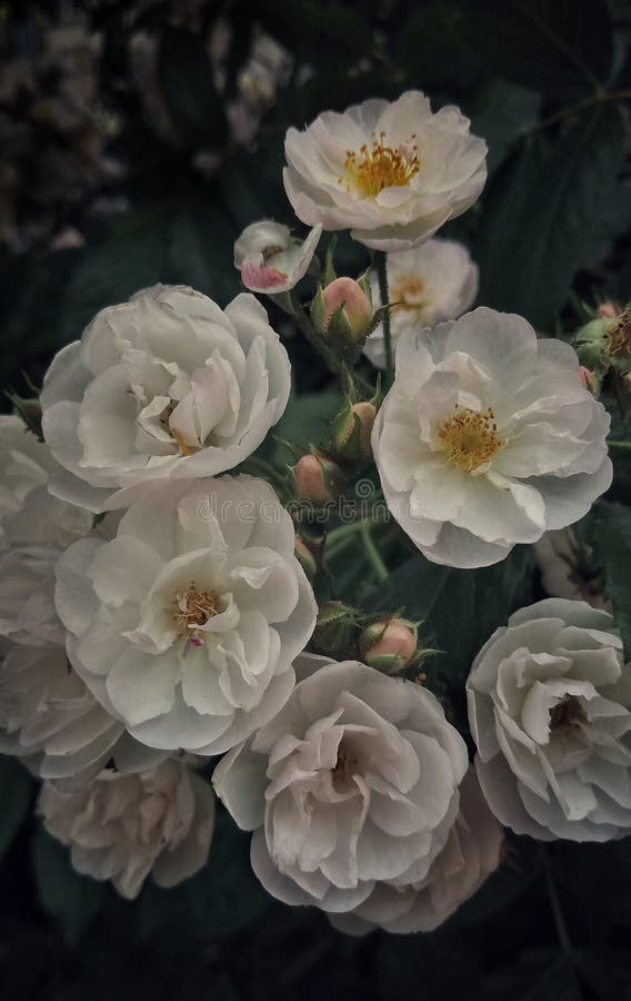White Baroque Roses on a Dark Background Stock Image - Image of rose ...