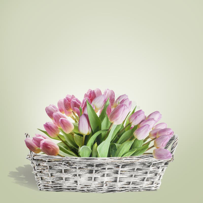 White Basket with Pretty Tulips Bunch at Light Green Background, Front ...