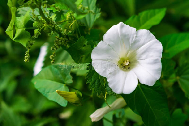 White Beach Moonflower in a Garden Surrounded by Greenery with a Blurry ...