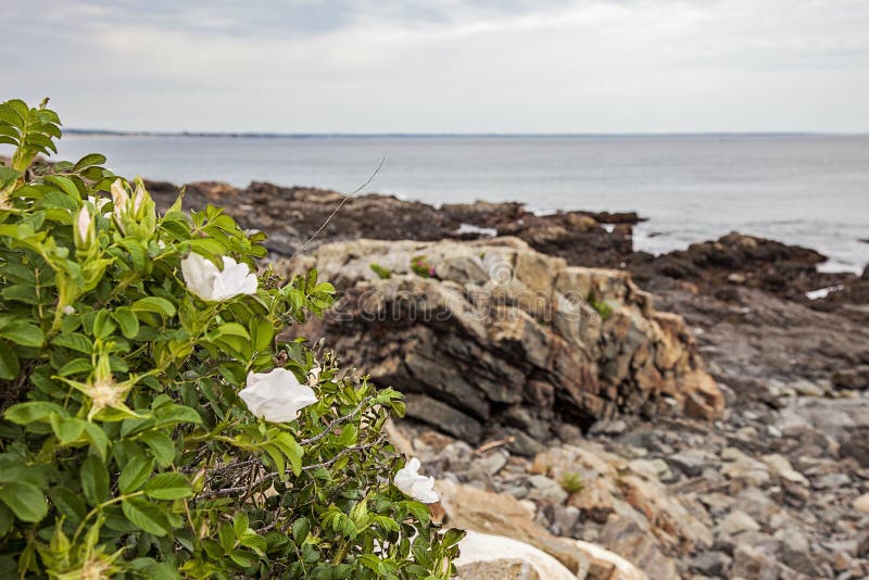Beach Roses Blooming Along the Rocky Coast of Maine on the Marginal Way ...
