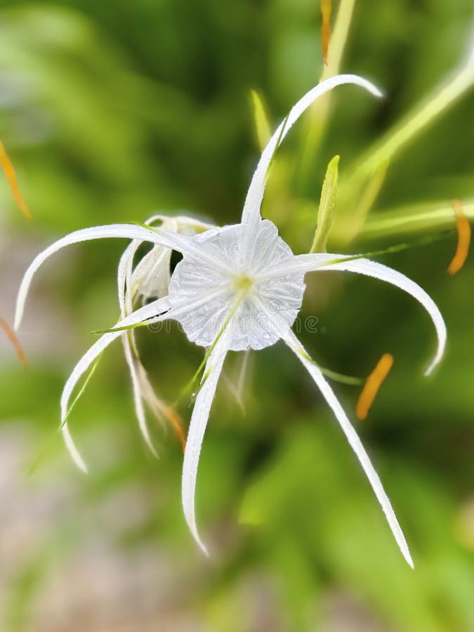 White Beach Spider Lily Blooming in the Summer Stock Image - Image of ...