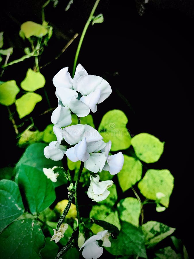 White Bean Flowers, Flower Buds & Beans Stock Image - Image of cats ...