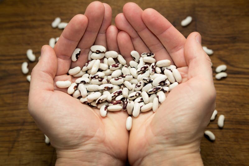 White beans in the hands stock photo. Image of cereal - 49167862
