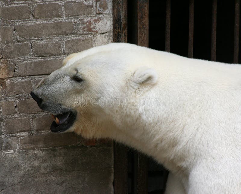 White bear stock image. Image of wall, nose, tired, polar - 1037827