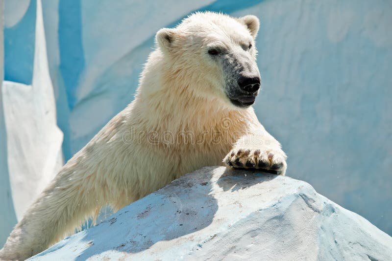 White bear stock image. Image of svalbard, white, outdoors - 19925785