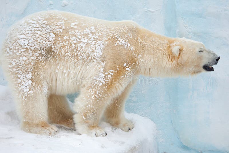 White bear stock image. Image of wildlife, polar, animals - 22728139