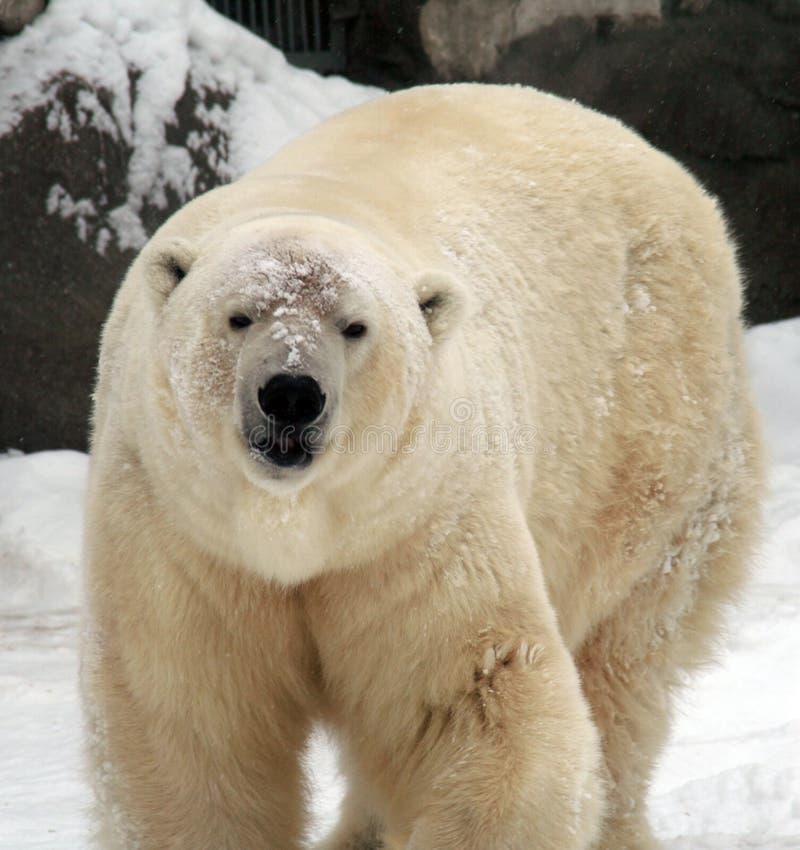White bear stock photo. Image of outdoors, hair, north - 3573916