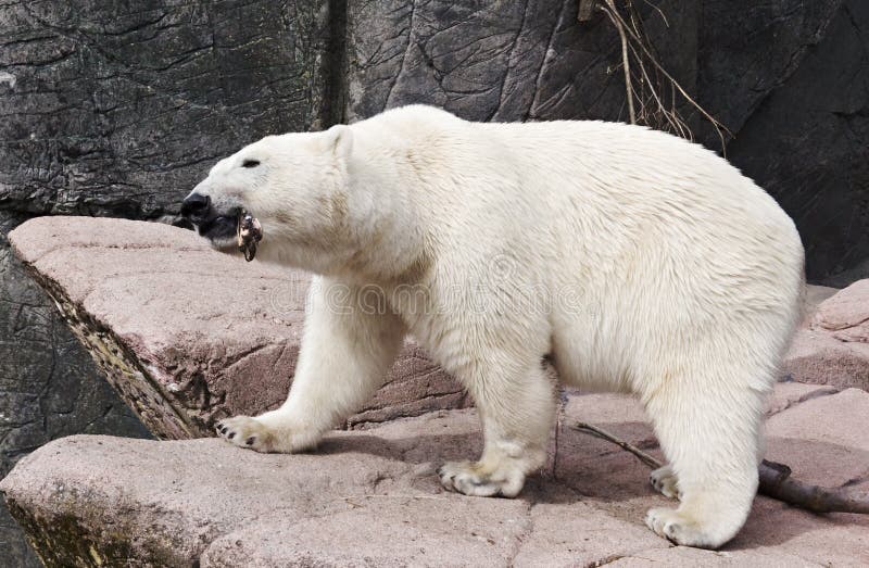 White bear stock photo. Image of meal, carnivore, wild - 6101784