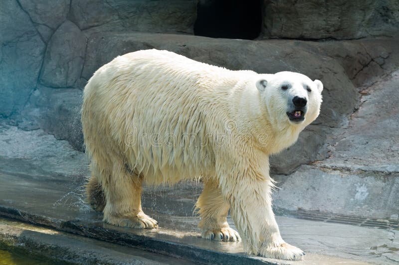 White Bear stock image. Image of isolated, view, endangered - 7914395