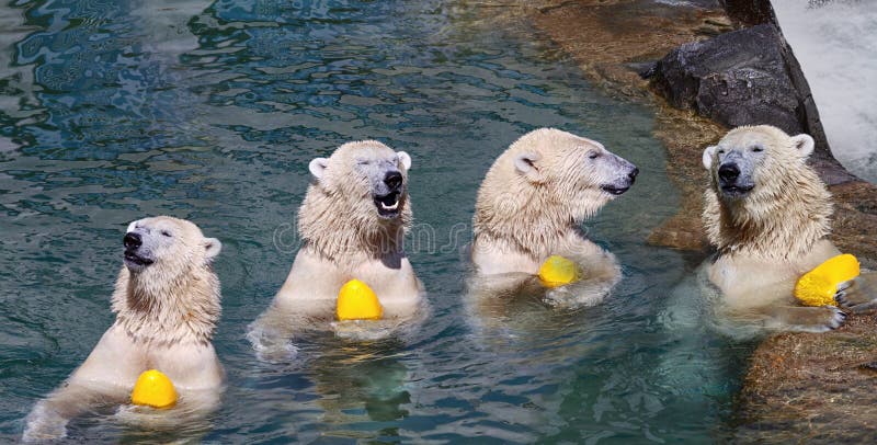White bear with ball stock photo. Image of horizontal - 95887008