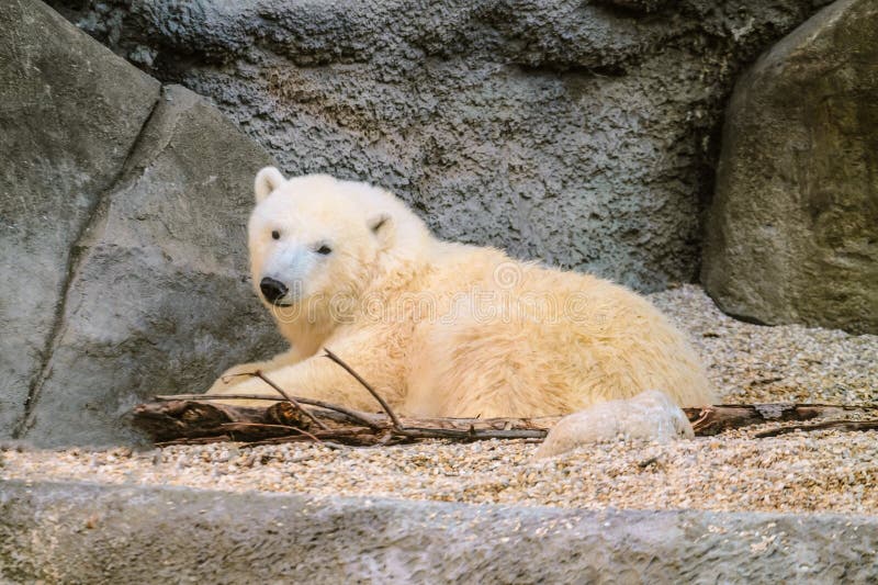White Bear Cub. Lying Young Polar Bear Stock Photo - Image of nord ...