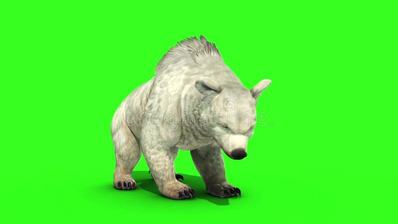 White Bear Run Cycle Side Green Screen 3D Rendering Animation Stock ...