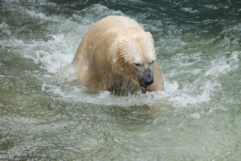 White bear stock photo. Image of polar, water, winter - 39909232