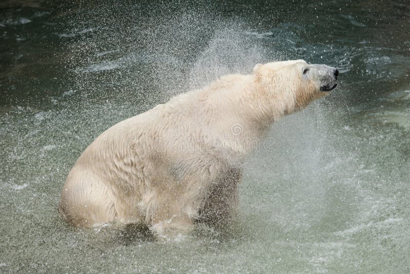 White bear stock image. Image of paws, wildlife, polar - 39909315