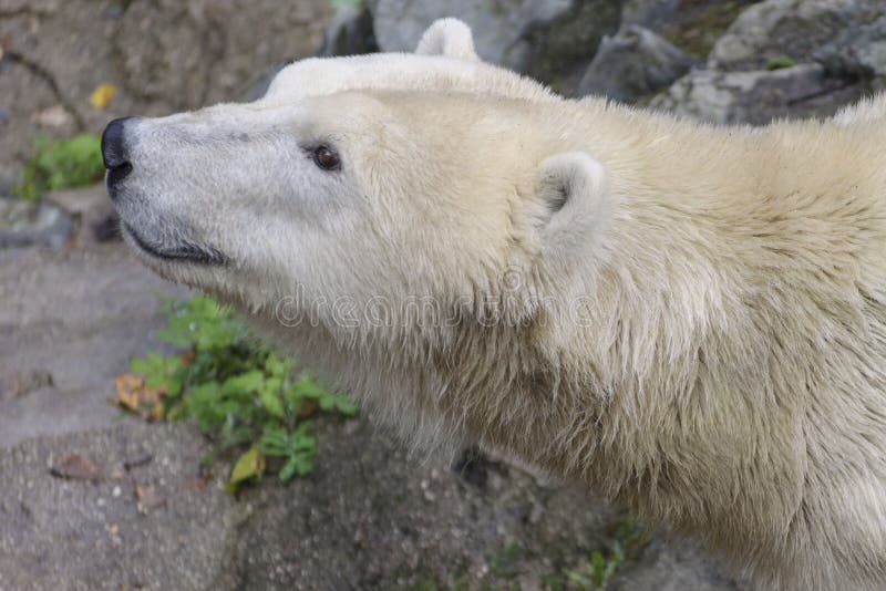 White bear stock image. Image of environment, furry, child - 33578929