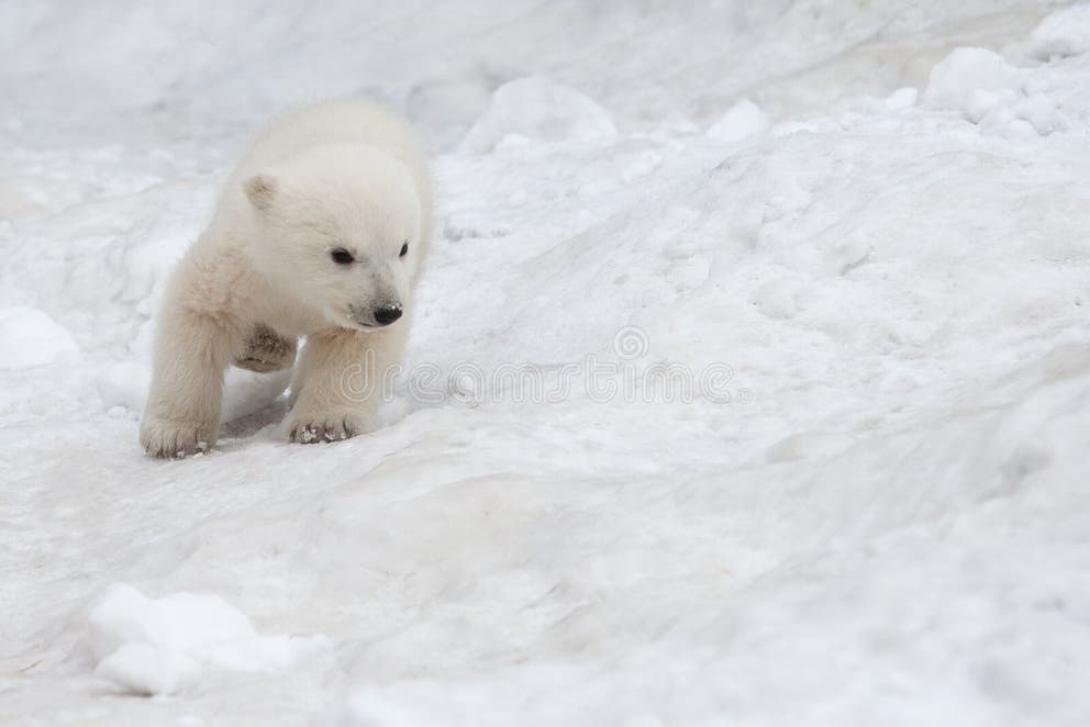 White bear stock photo. Image of bears, outdoors, weak - 39909228
