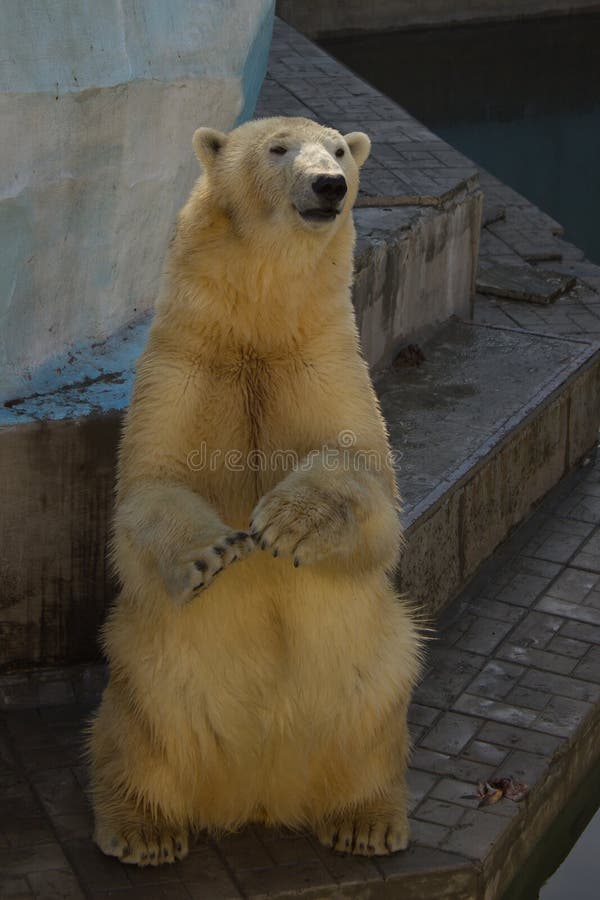 White Bear Stan on Back Paws Stock Image - Image of mammal, fauna: 24381557