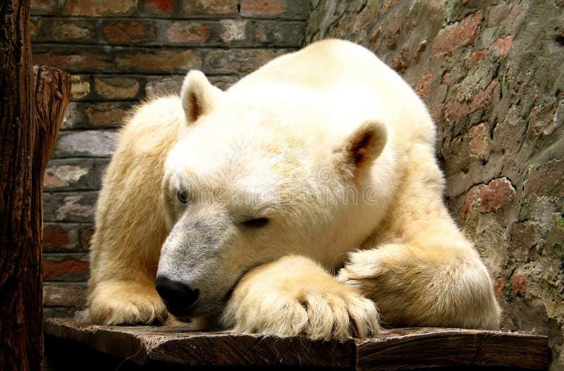 White Bear (Ursus Maritimus) Stock Image - Image of bear, white: 268866641