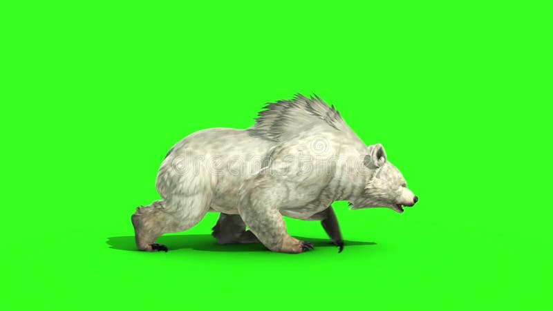 White Bear Walk Cycle Side Green Screen 3D Rendering Animation Stock ...