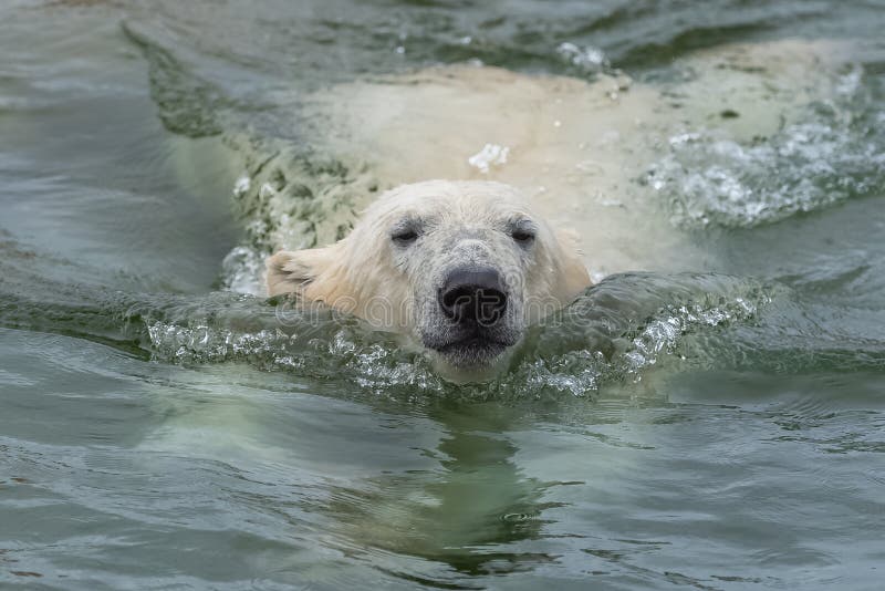 White bear stock image. Image of mammal, childhood, funny - 138849271