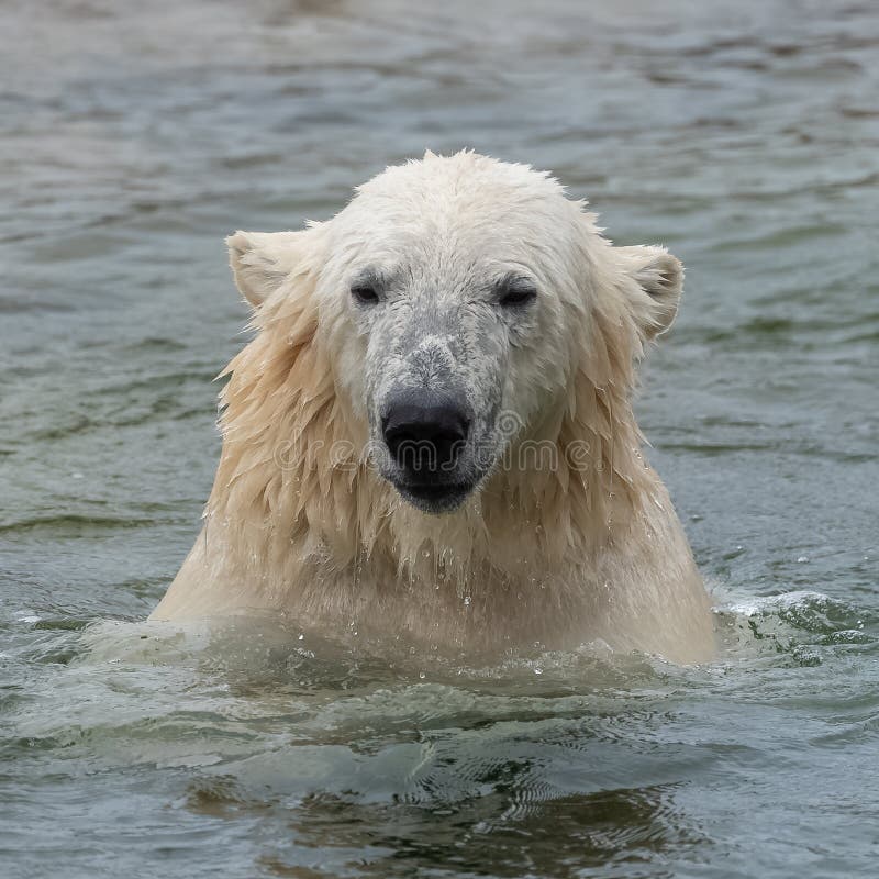 White bear stock image. Image of climate, canada, furry - 138849291