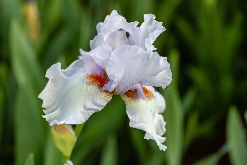 White Bearded Iris Bloom in the Early Morning Light Stock Photo - Image ...