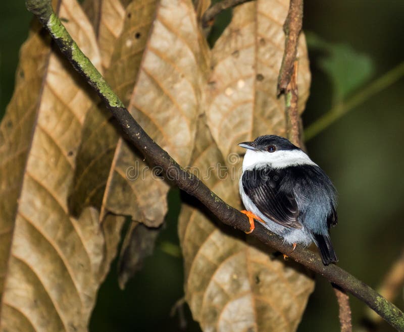 White-bearded Manakin, Manacus Manacus Stock Image - Image of amerika ...